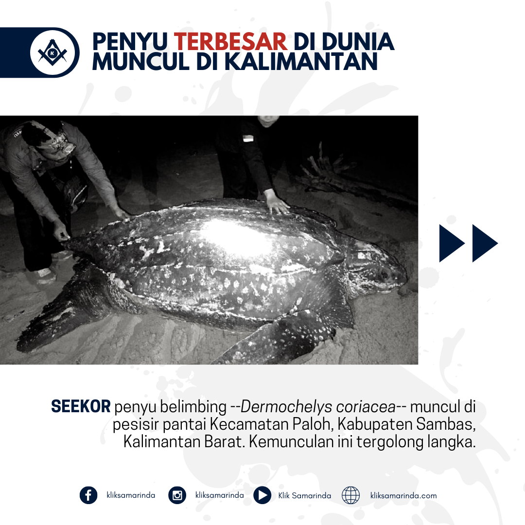 Penyu Terbesar di Dunia Ada di Kalimantan